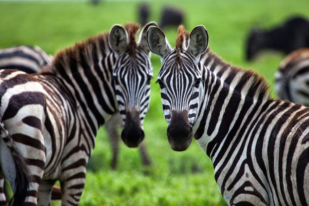 5 Things Zebras Can Teach Us About Fighting Stress